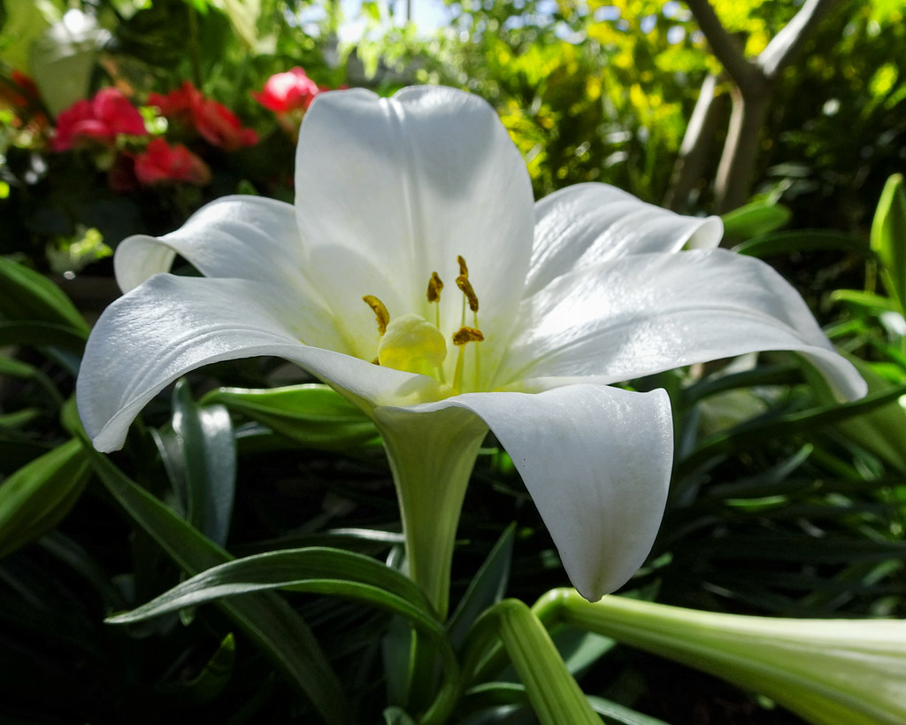 Walk With Us, Jesus – Pastor Oby Ballinger