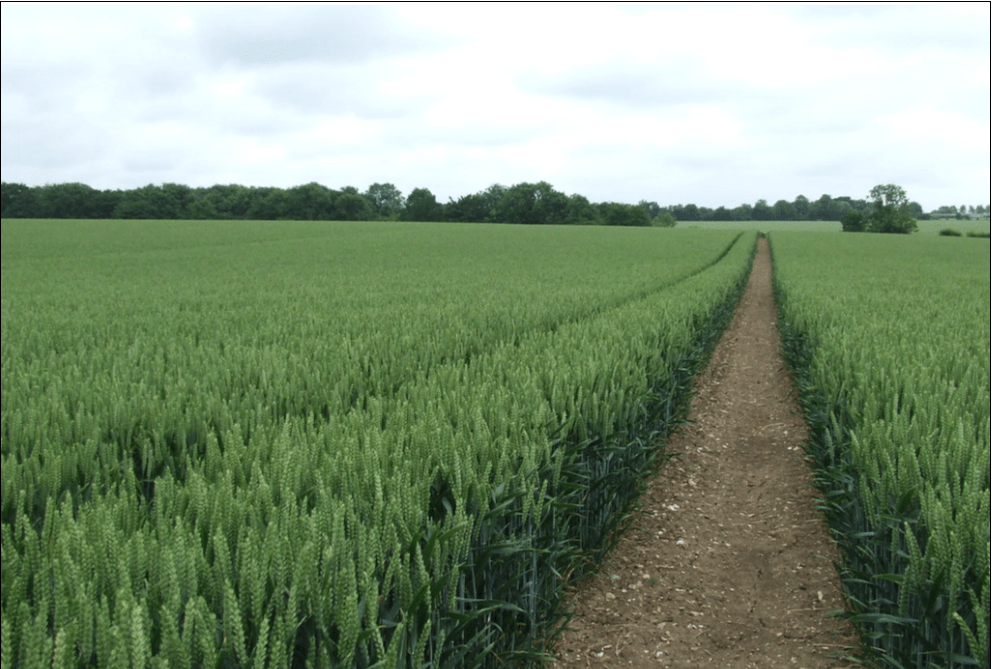 God’s Promise: A Way in the Wilderness – Pastor Oby Ballinger